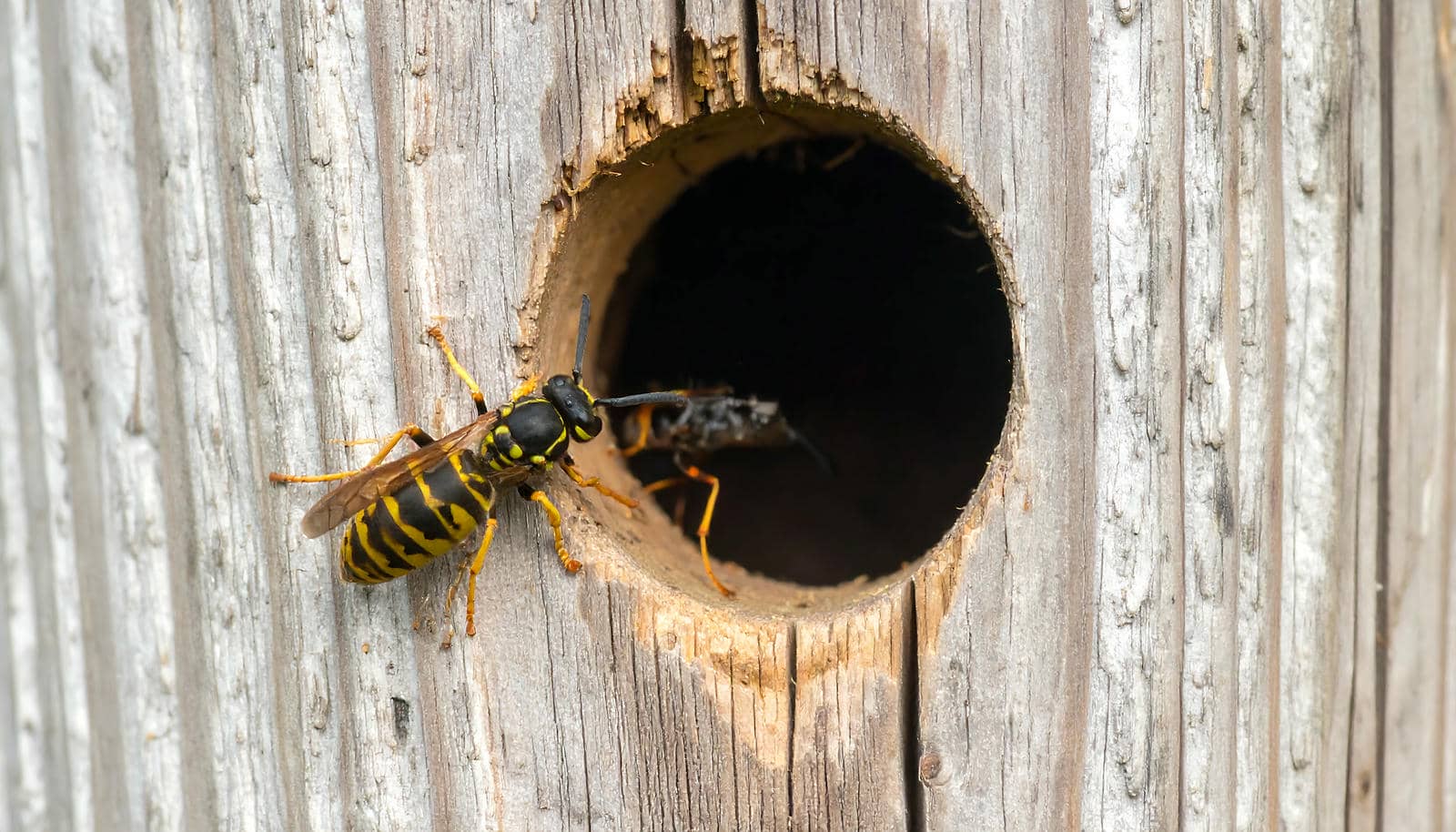 10 Tips for Affordable Wasp Extermination Costs | Van Den Berge Pest ...