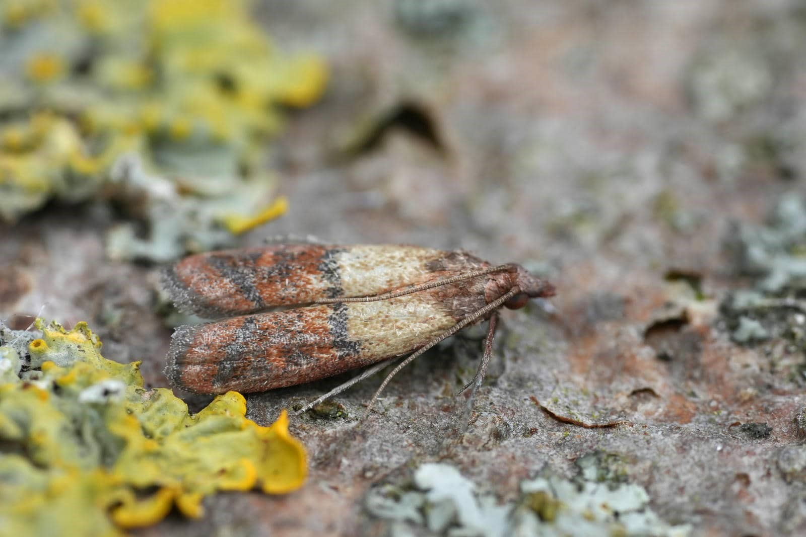 7 Best Organic Remedies for Indian Meal Moths | Van Den Berge Pest Control