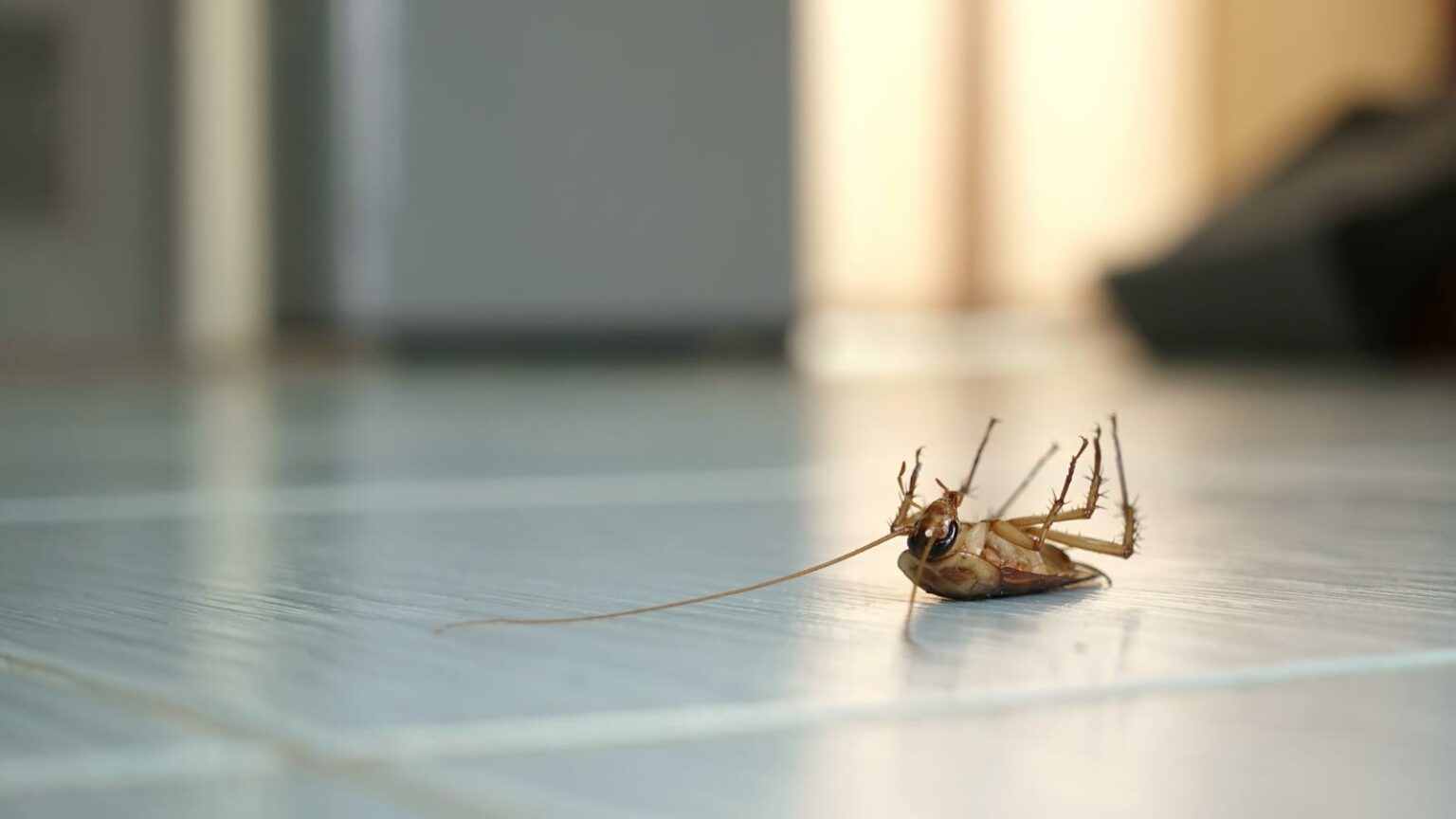10 Best Affordable Pest Management Solutions for Businesses | Van Den ...