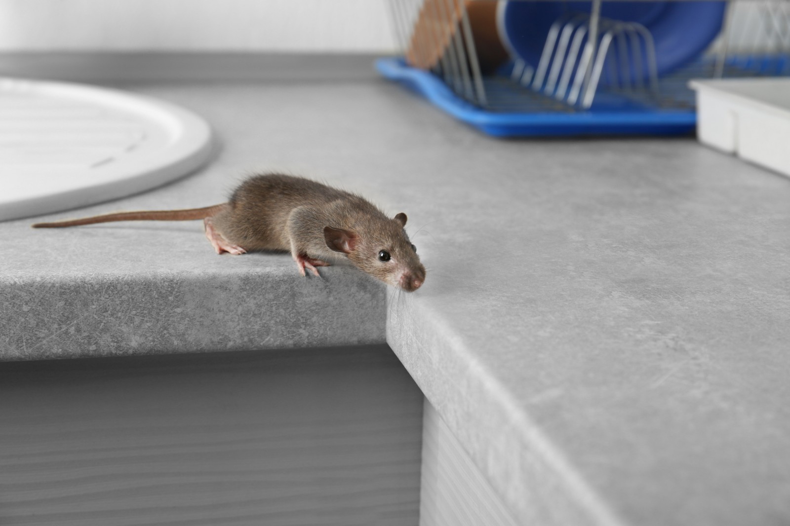 Mice and Fleas: 7 Eco-Friendly Solutions for Your Home