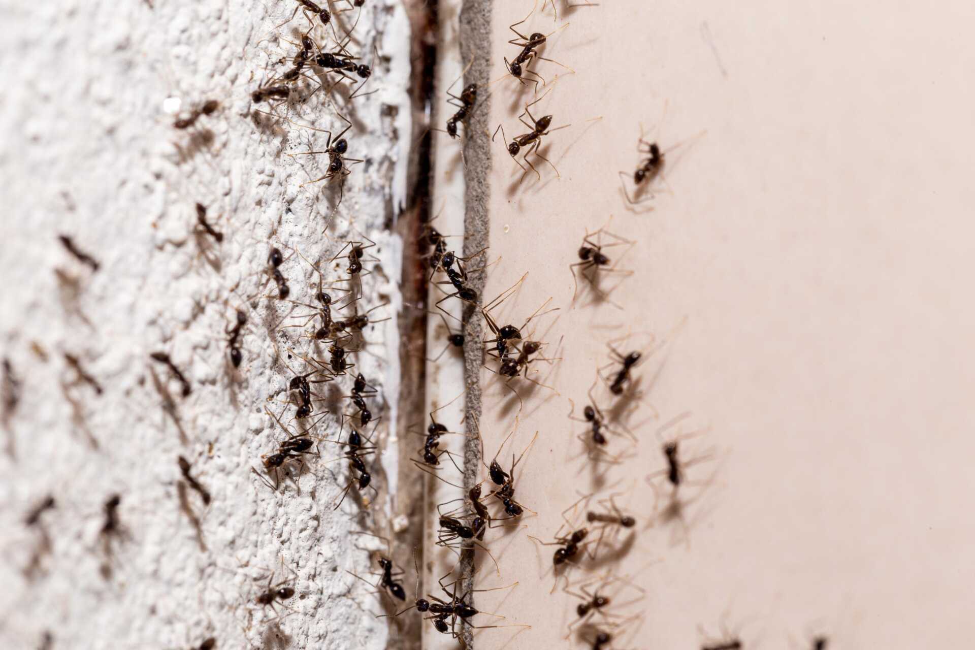 Effective Ant Extermination Solutions in West Michigan | Van Den Berge ...