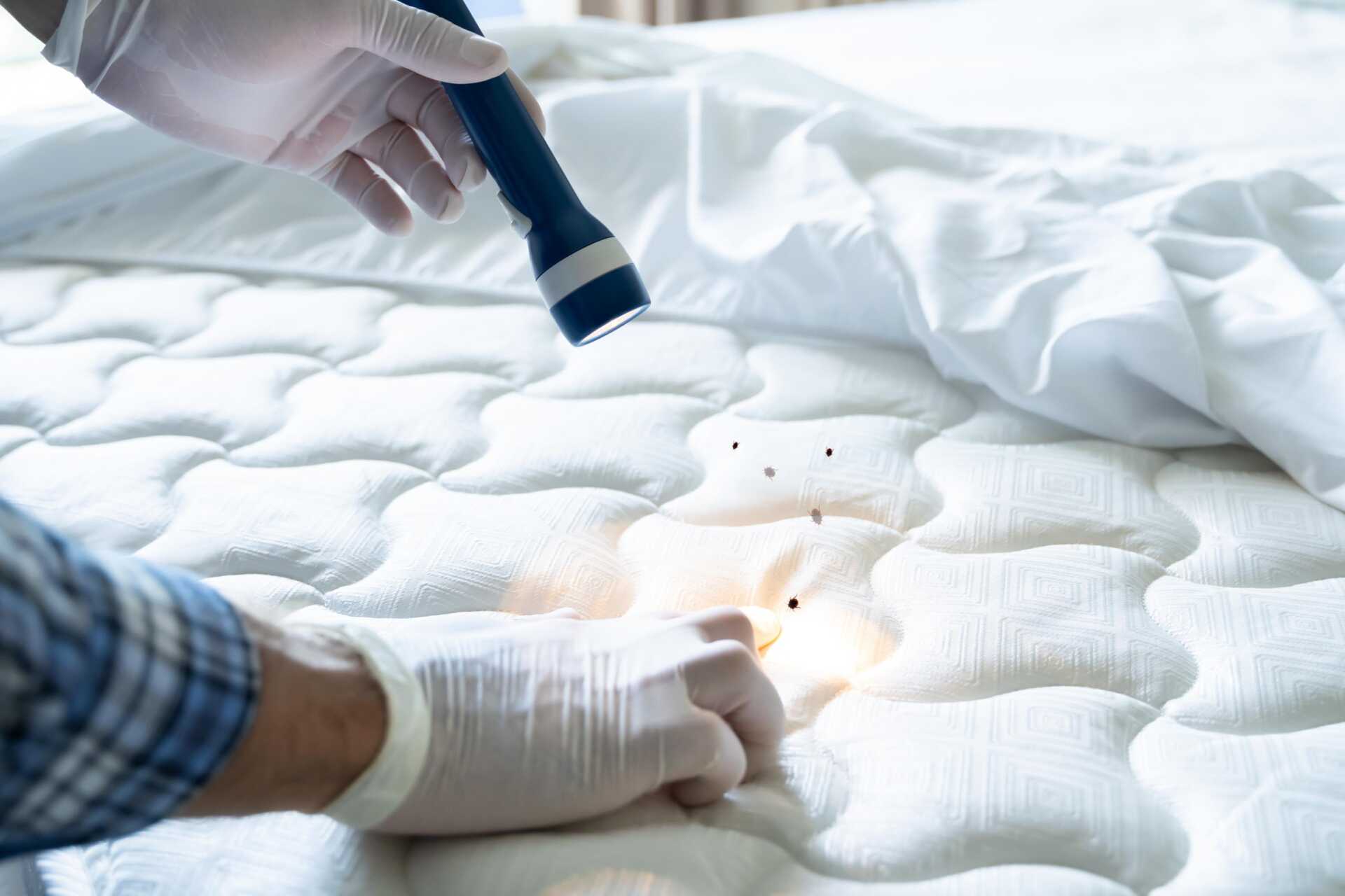 7 Best Bed Bug Eradication Methods for Homes | Van Den Berge Pest Control
