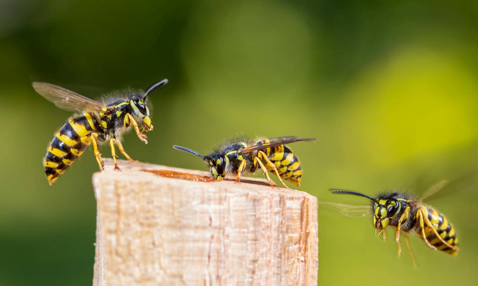Why Choose Top Wasp Extermination Services? | Van Den Berge Pest Control