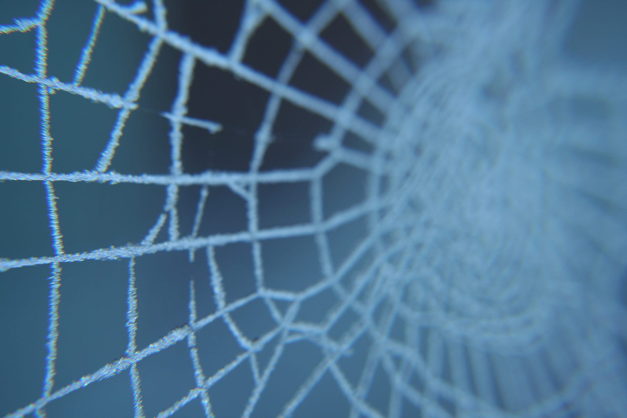 How Do House Spiders Fare in Winter? | Van Den Berge Pest Control