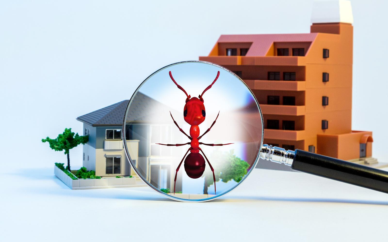 What Is the Best Rodent Removal Method? | Van Den Berge Pest Control