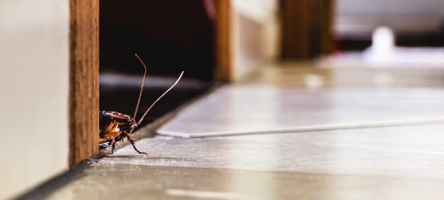 Maintaining a Pest-Free Home With Regular Inspections | Van Den Berge ...