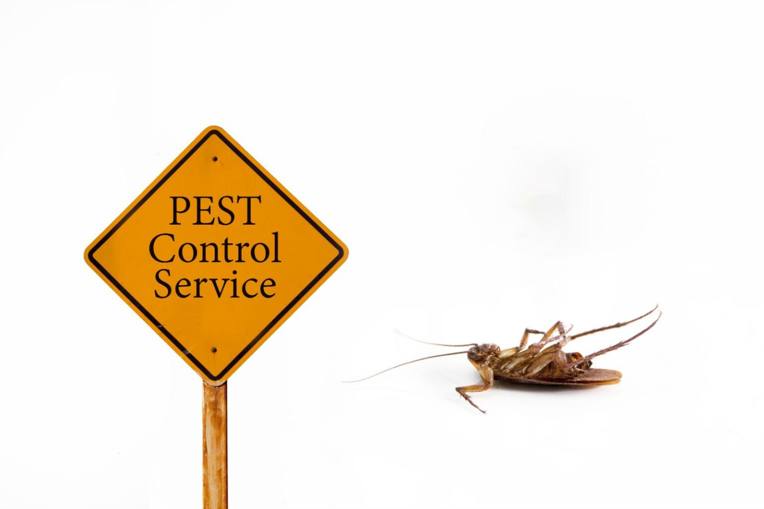 Regular Home Pest Detection and Treatment Insights | Van Den Berge Pest ...