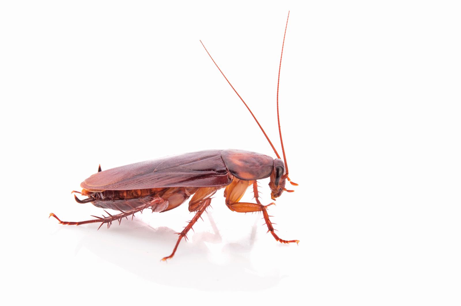 Spotting & Tackling Different Pest Infestation Signs | Van Den Berge ...