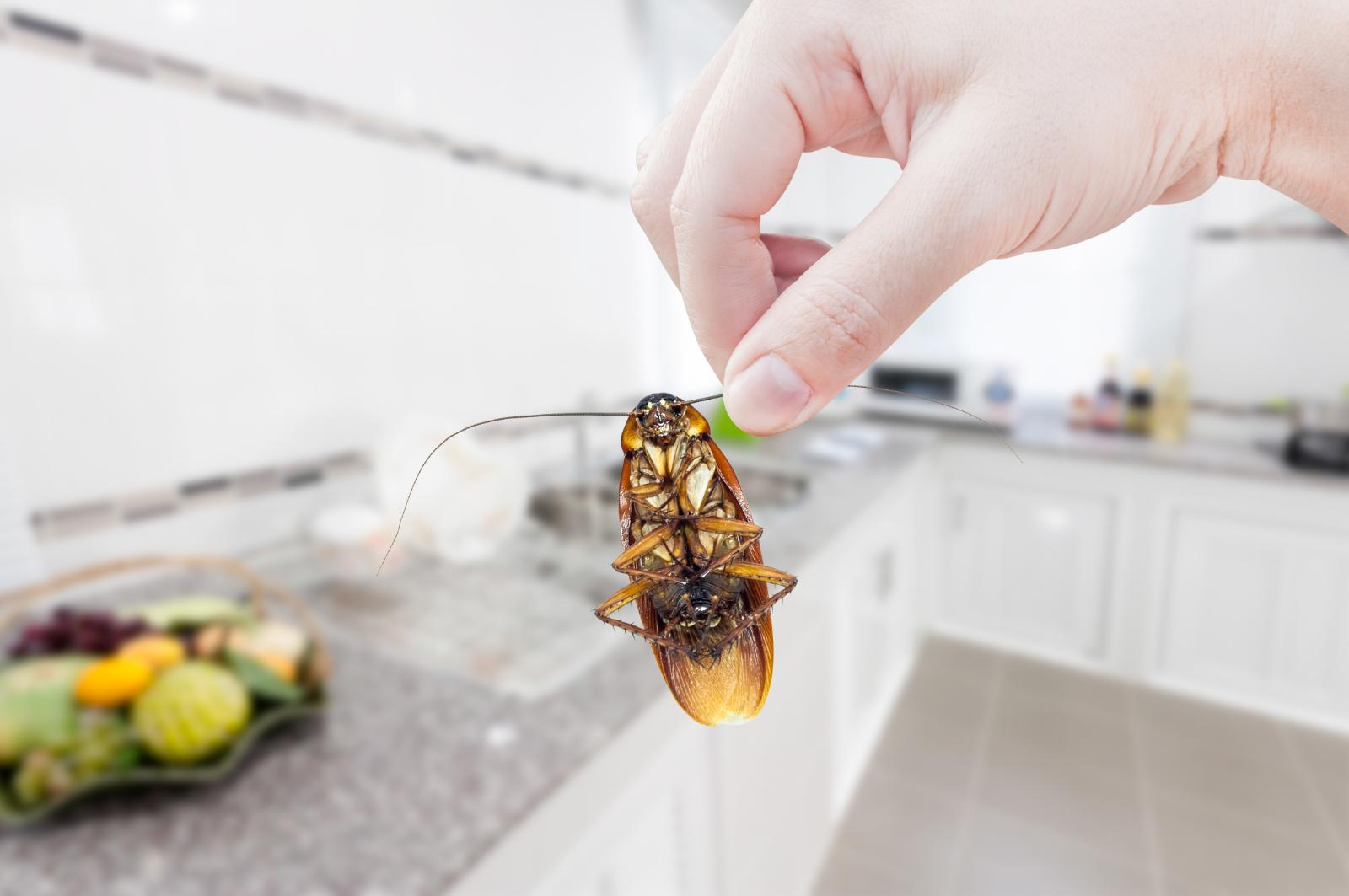 10 Best Strategies for Commercial Pest Control | Van Den Berge Pest Control