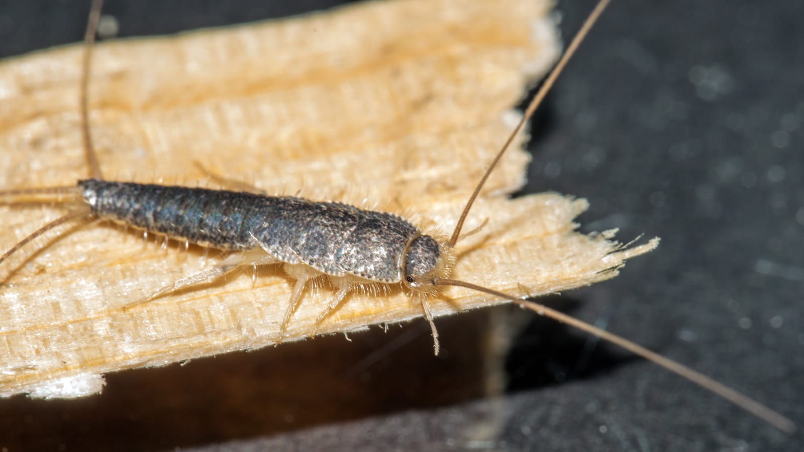 Where Did This Silverfish Come From? | Van Den Berge Pest Control