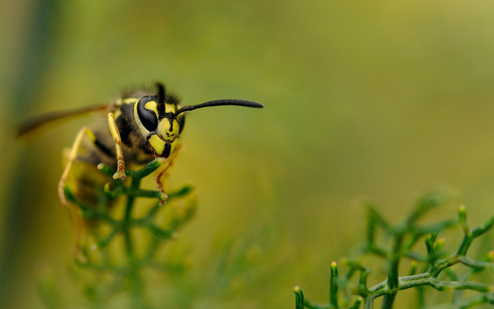 Summertime Means Wasp Season | Van Den Berge Pest Control